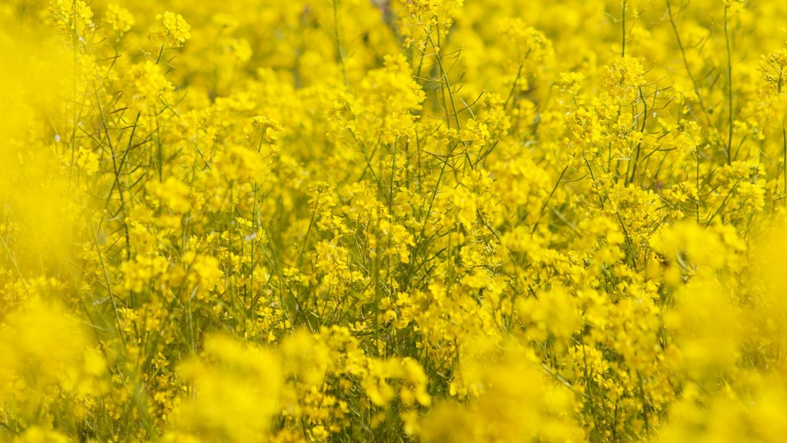 Adding sustainability | Elementis Global